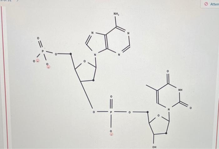 Solved Modify the structures to give the dinucleotide AT. | Chegg.com