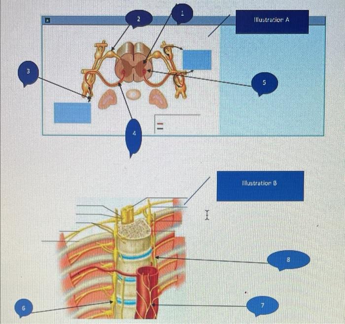 Solved 32. The ganglia only contain fibers and are | Chegg.com