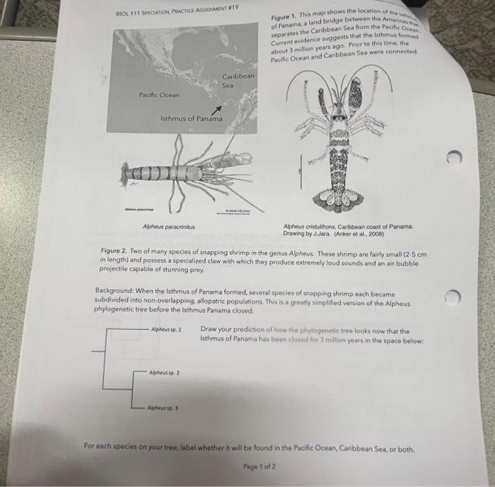 Solved Figure 2. Two of many species of snapping shrimp in | Chegg.com