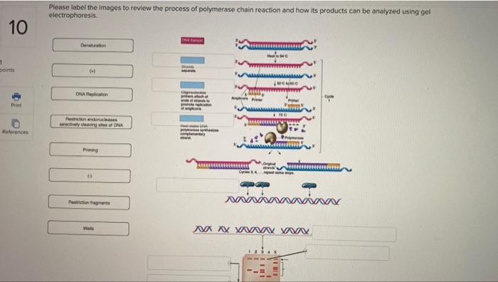 Solved Please label the images to review the process of | Chegg.com