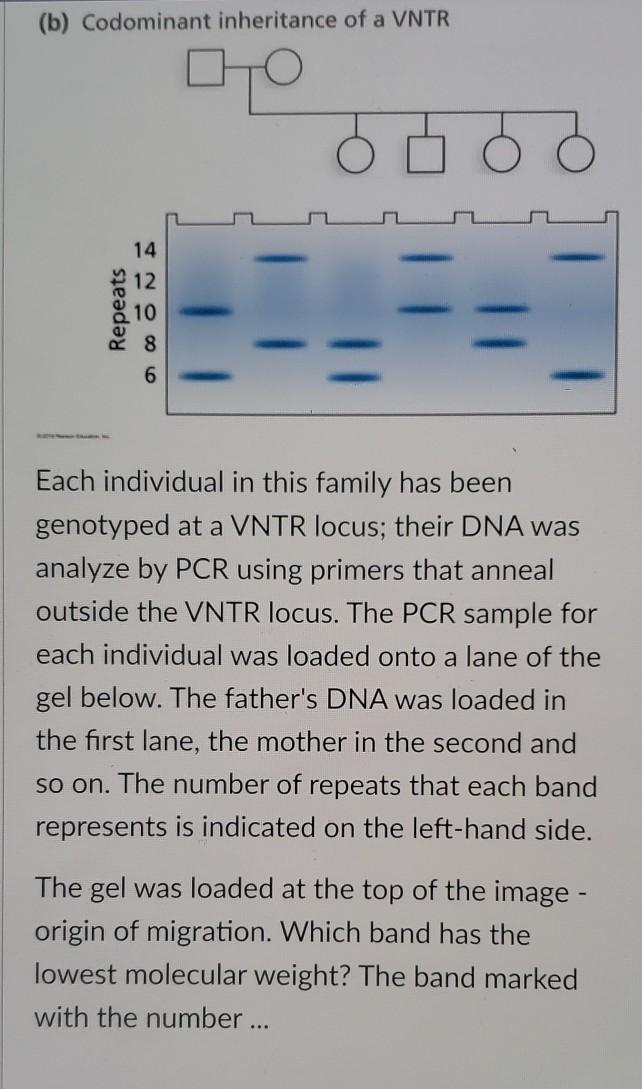 Solved CODIS analysis using STR markers can be used to | Chegg.com