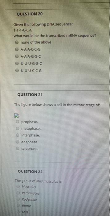 Solved QUESTION 20 Given the following DNA sequence: | Chegg.com