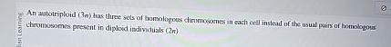 Solved An autotriploid (3n) ﻿has three sets of homologous | Chegg.com
