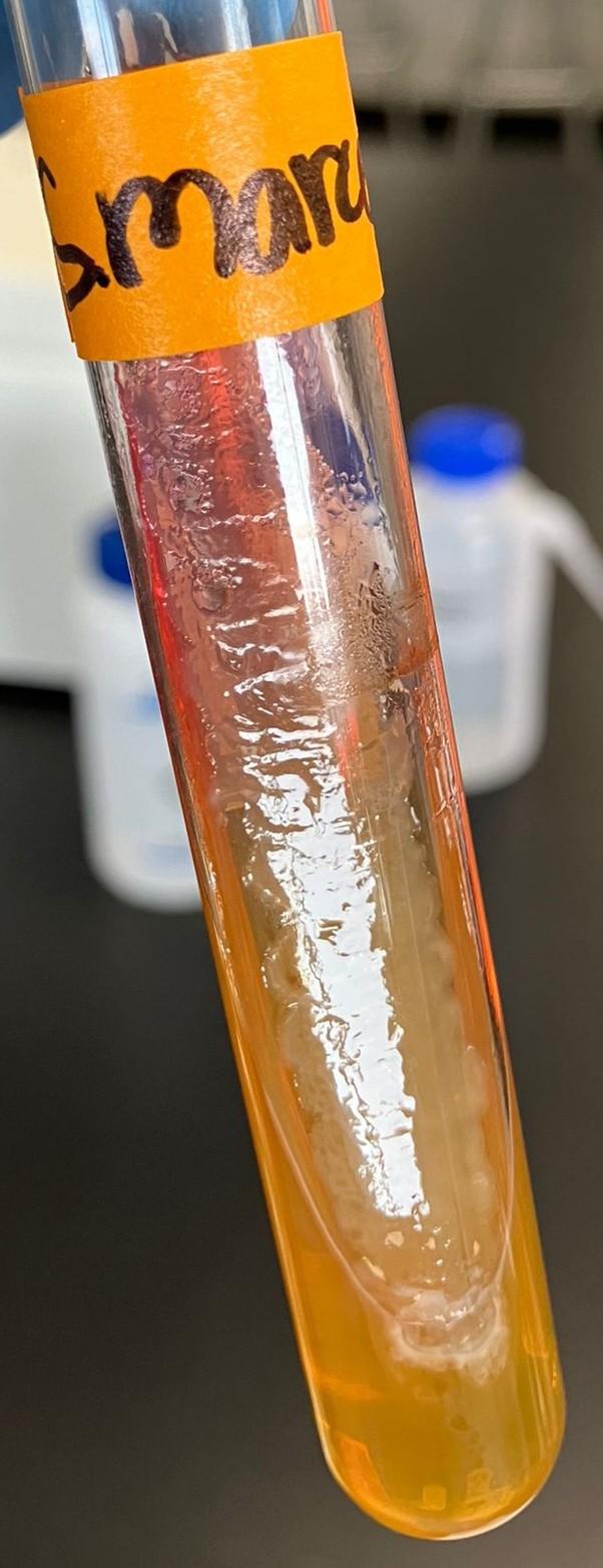 Solved 2. Indicate the test results for the organisms you | Chegg.com