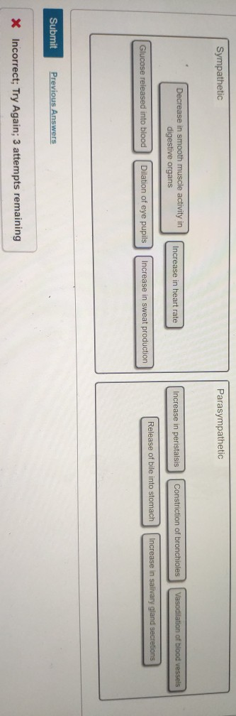 Solved Sympathetic Parasympathetic Decrease in smooth muscle | Chegg.com