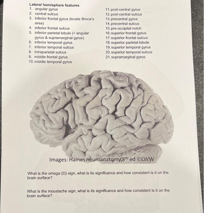 Solved Lateral hemisphere features 1. angular gyrus 2. | Chegg.com