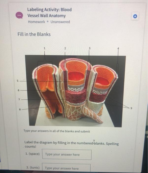 Solved Labeling Activity: Blood Vessel Wall Anatomy | Chegg.com