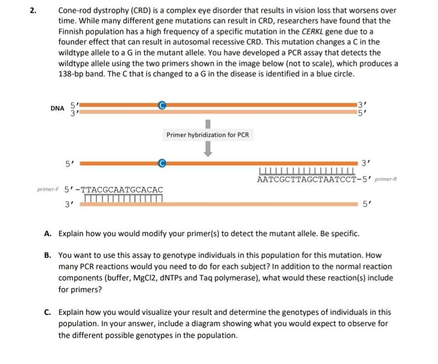 Solved Cone-rod dystrophy (CRD) is a complex eye disorder | Chegg.com