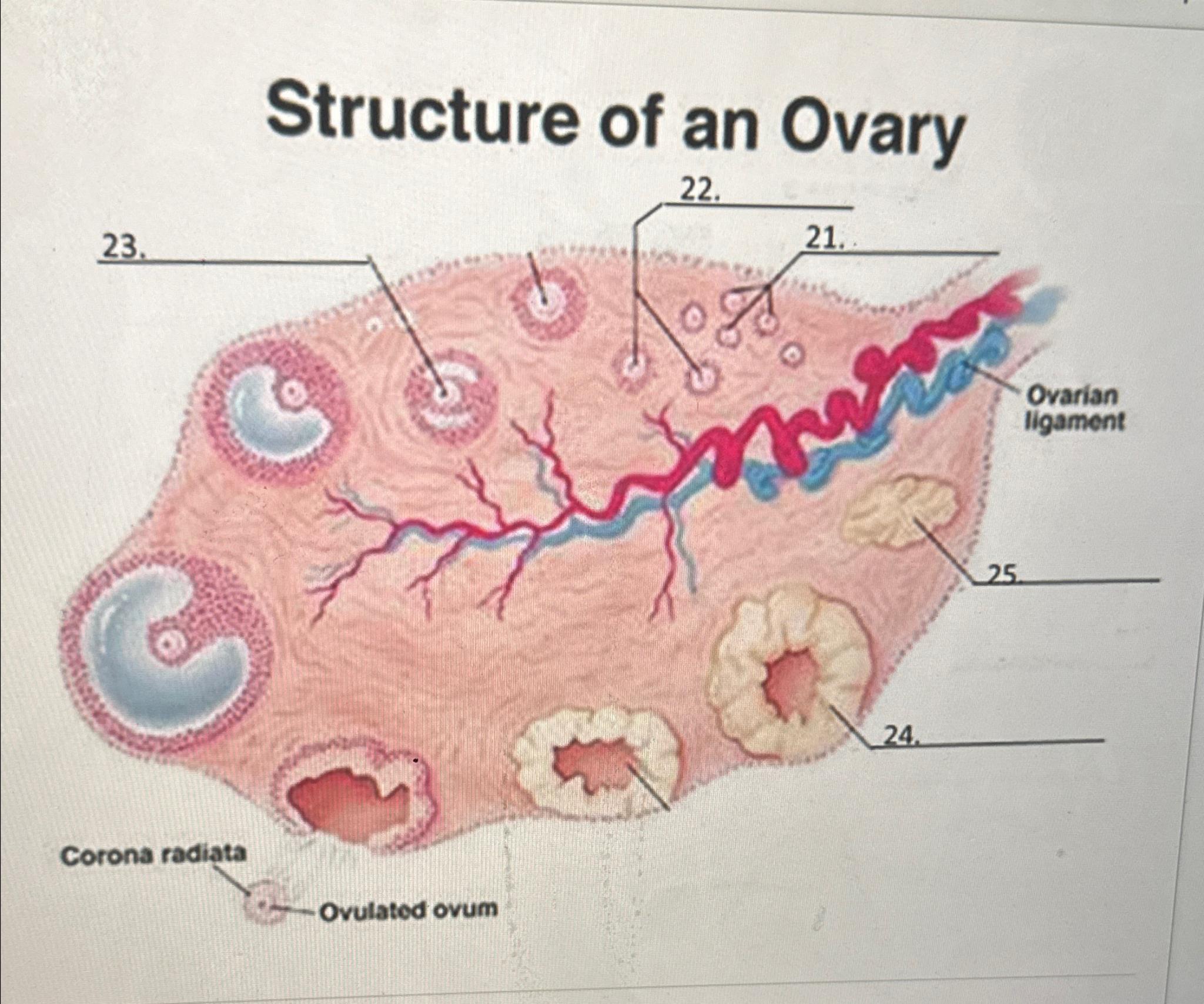 Solved Structure of an Ovary | Chegg.com