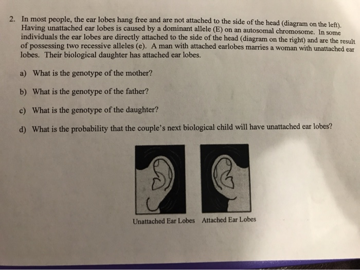 Solved 2. In most people, the ear lobes hang free and are | Chegg.com