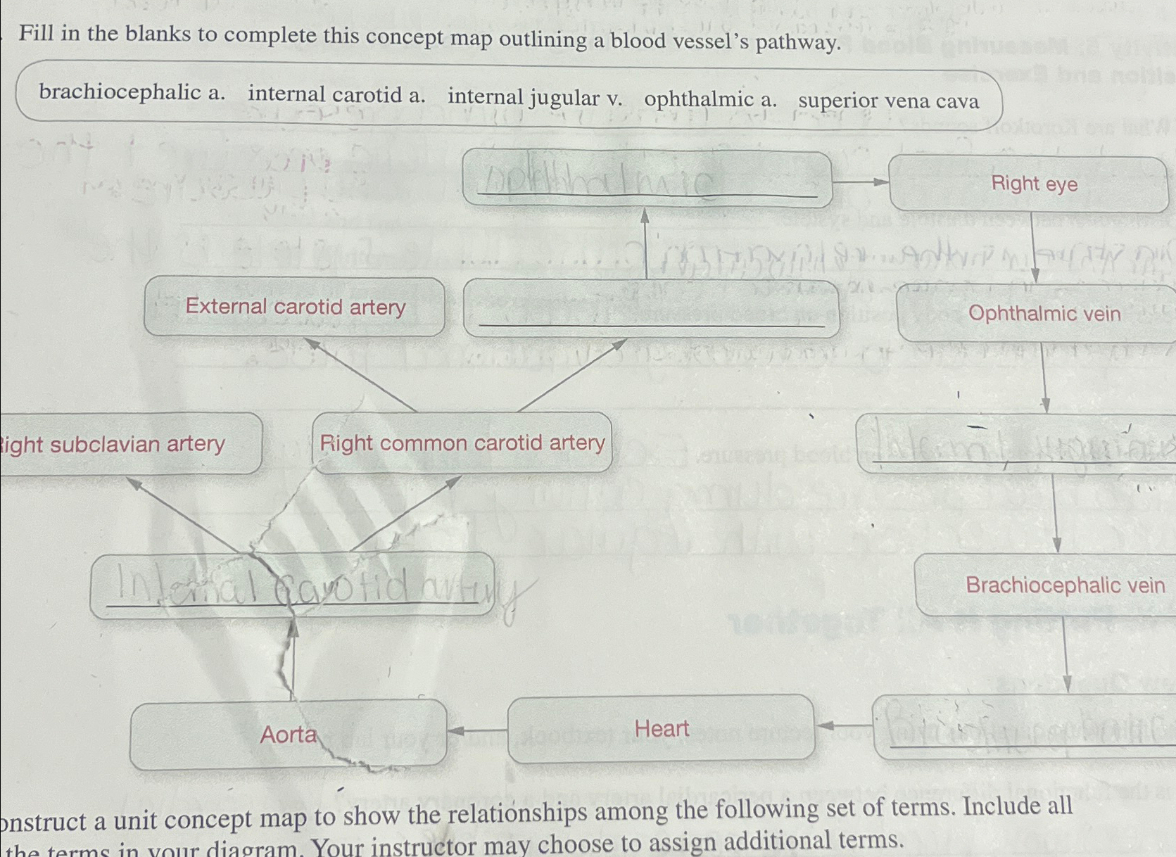 Solved Fill in the blanks to complete this concept map | Chegg.com