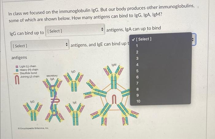 Solved In class we focused on the immunoglobulin IgG. But | Chegg.com