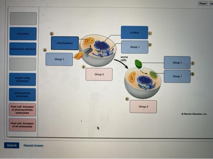 Solved Reset He chiroplast nucious CD mitochondrion Group 1 | Chegg.com