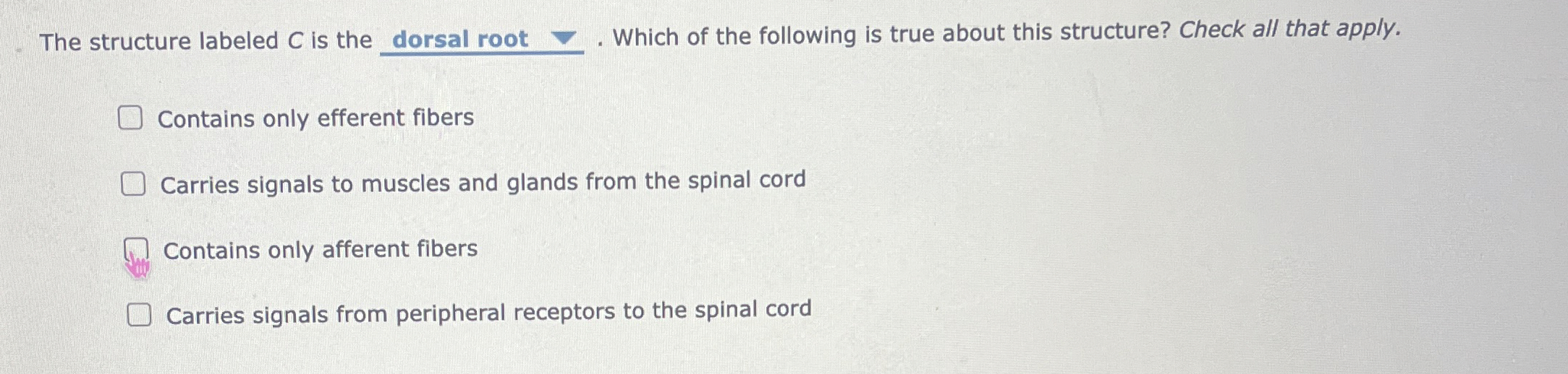Solved The structure labeled C ﻿is the ﻿Which of the | Chegg.com