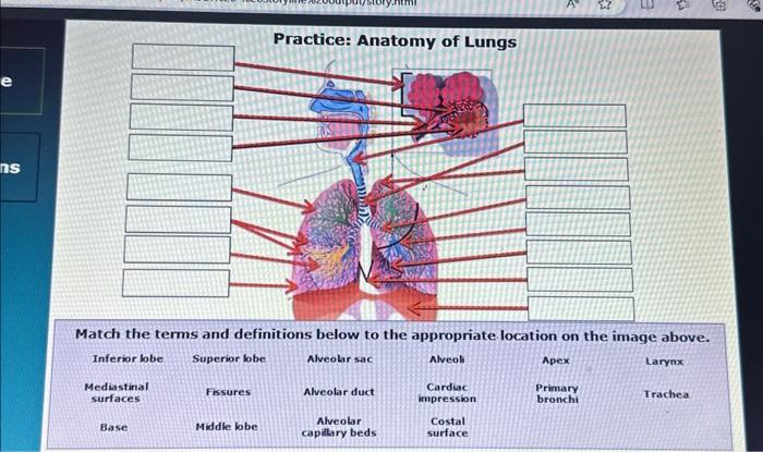 Solved Practice: Anatomy of Lungs Match the terms and | Chegg.com