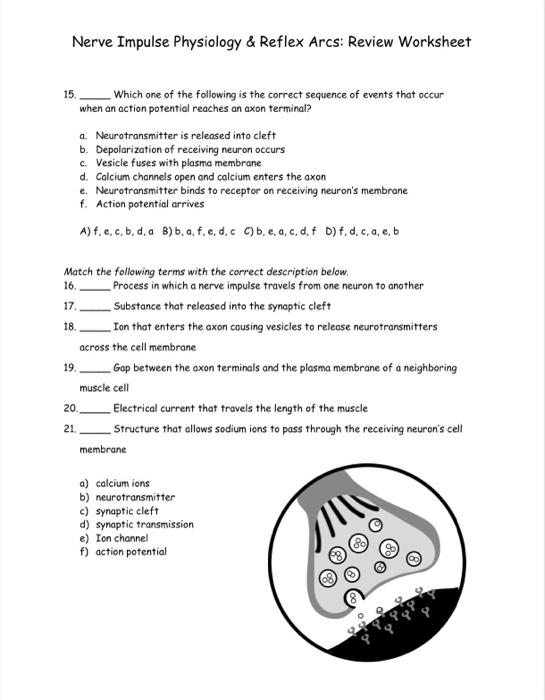 Solved Nerve Impulse Physiology \& Reflex Arcs: Review | Chegg.com