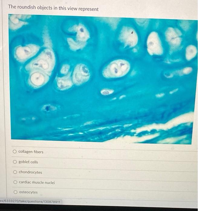 Solved The roundish objects in this view represent o | Chegg.com