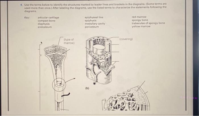 Solved 4. Use the terms below to identify the structures | Chegg.com