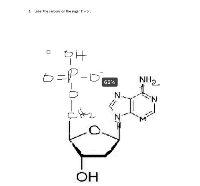 Solved 1. Label the carbons on the sugar 1' - 5'. H =P-ㄷ OH | Chegg.com Solved 1. Label the carbons on the sugar 1' - 5'. H =P-ㄷ OH | Chegg.com