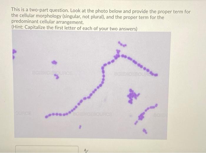 O () c Entire Undulate Lobate Image below: Colony | Chegg.com