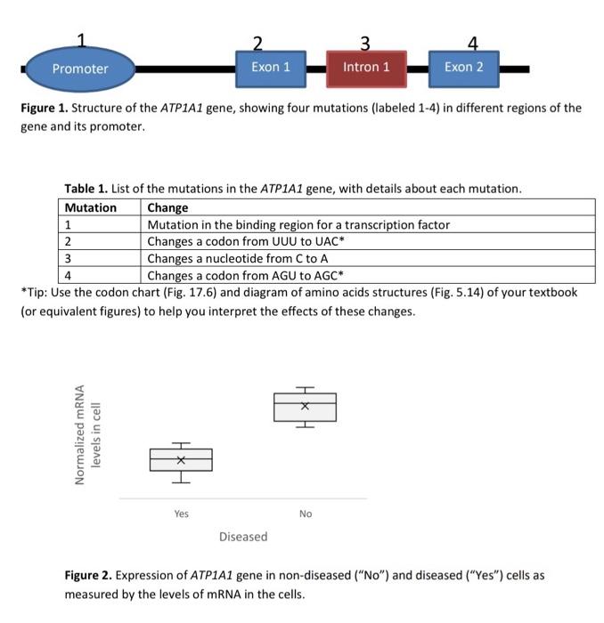 Solved 4. Below is a diagram of a gene (ATP1A1) that codes | Chegg.com