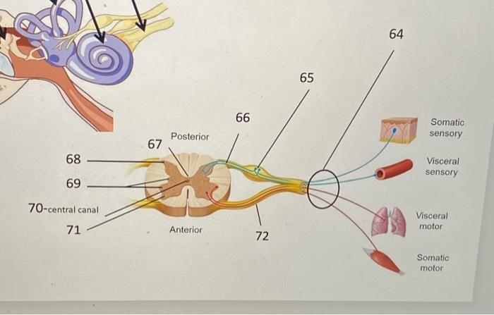 Solved Identify the structures indicated, (a)64Identify the | Chegg.com