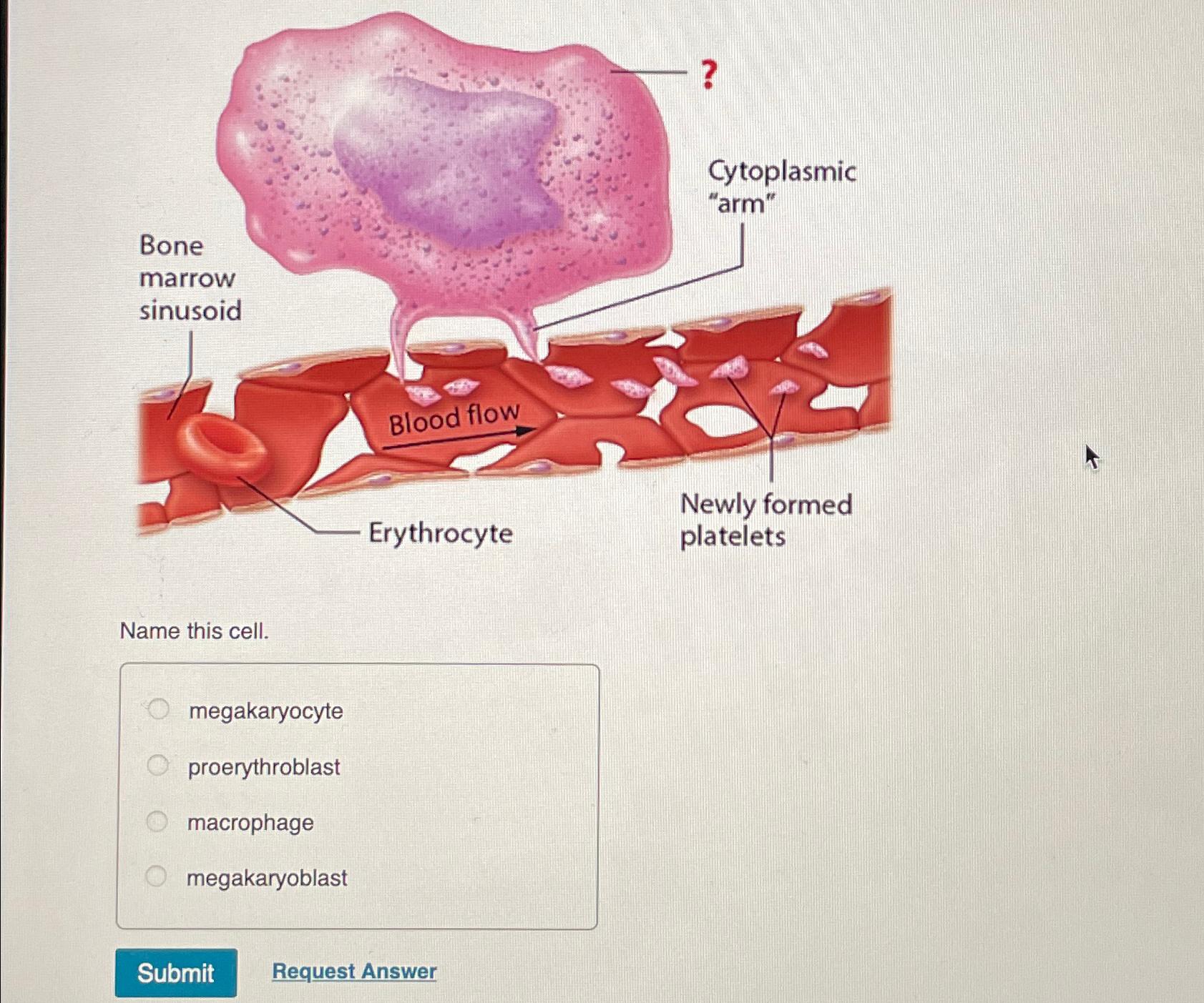 Solved Name this | Chegg.com
