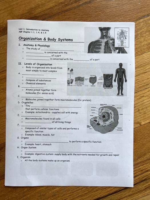 Solved II. Levels of Organization - Body is organized into | Chegg.com
