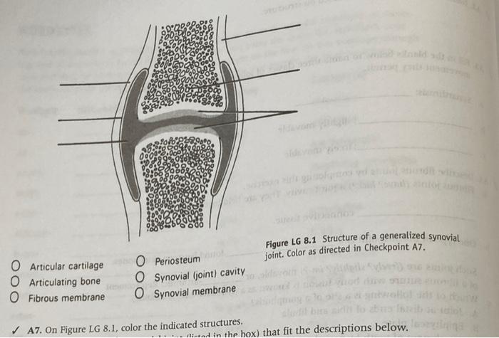 Solved Figure LG 8.1 Structure of a generalized synovial | Chegg.com
