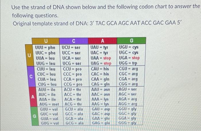 Solved Use the strand of DNA shown below and the following | Chegg.com