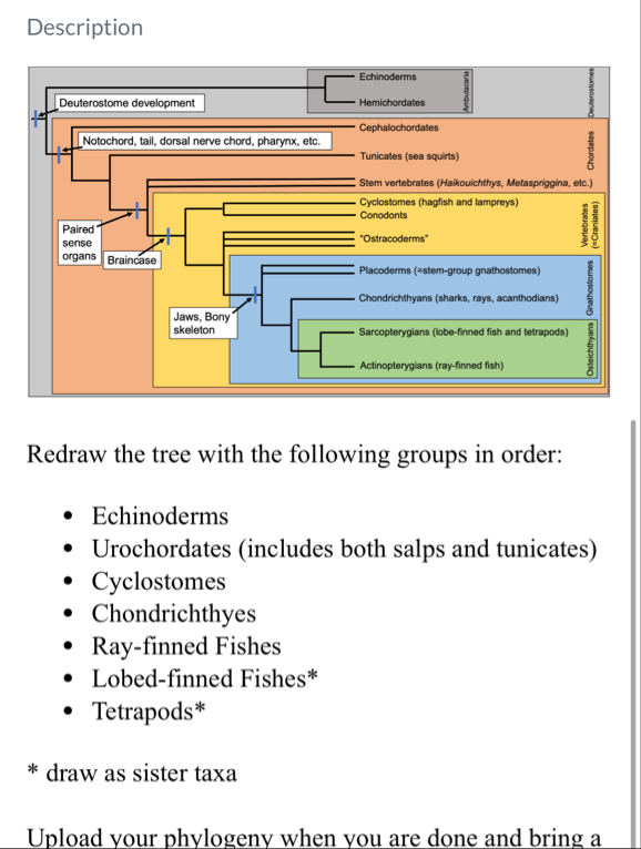 Solved DescriptionRedraw the tree with the following groups | Chegg.com