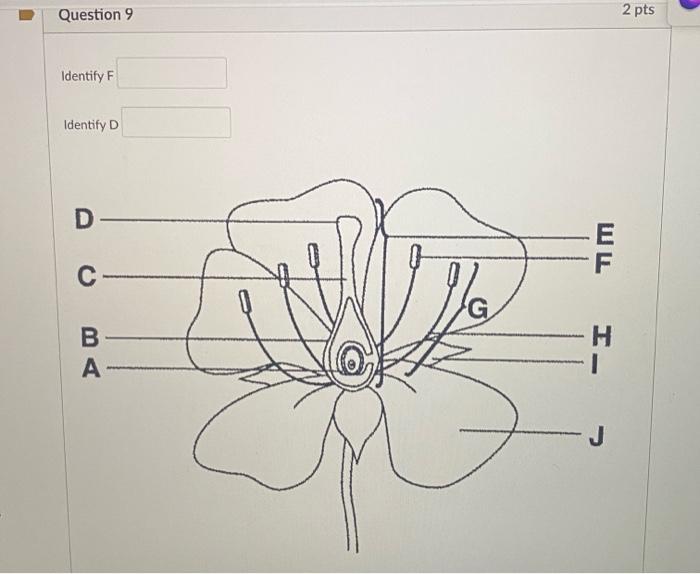 Solved Question 6 1 pts What is the stringy main body of the | Chegg.com