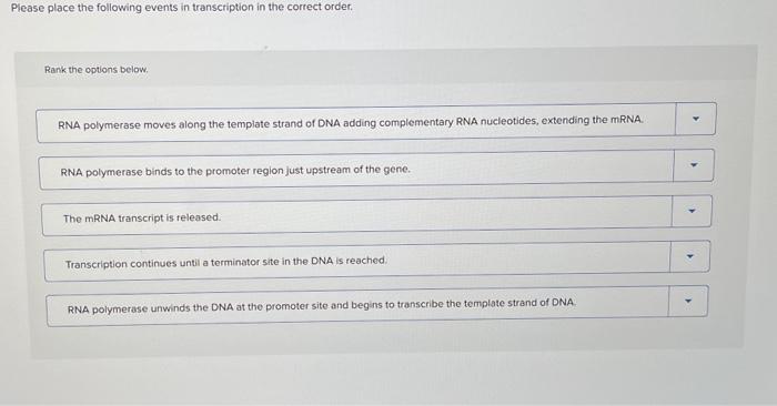 Solved Please place the following events in transcription in | Chegg.com