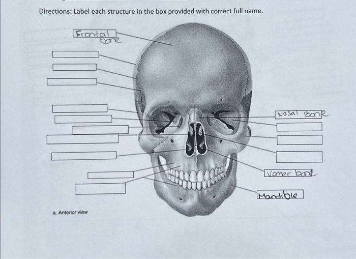 Solved Directions: Label each structure in the box provided | Chegg.com