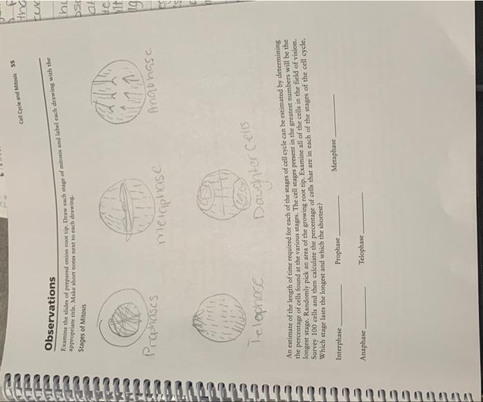 Observations Fxamine the slides of prepared onion | Chegg.com