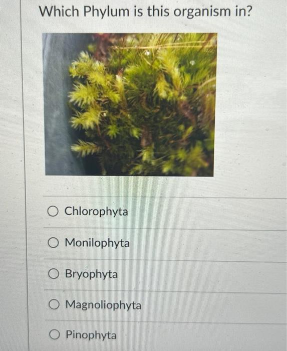 What Phylum is this organsim in? O Monilophyta O | Chegg.com