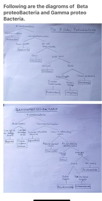 Solved construct a simple, dichotomous key to distinguish | Chegg.com