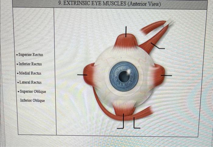 thigh leg extrinsic eye muscle view.-Label the muscle | Chegg.com