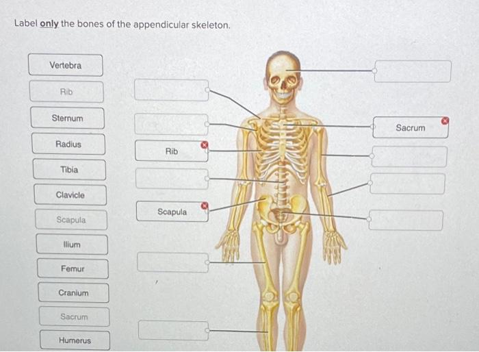 Solved Label only the bones of the appendicular skeleton. | Chegg.com