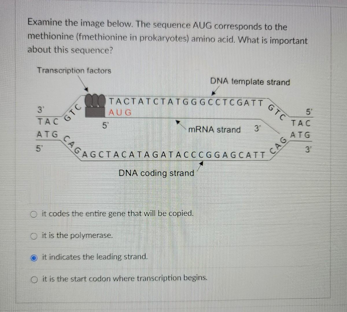 Solved Examine the image below. The sequence AUG corresponds | Chegg.com