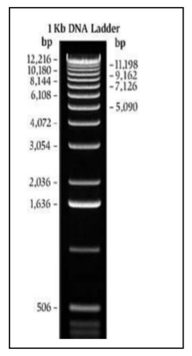 Solved the 1kb DNA ladder is the reference we should | Chegg.com