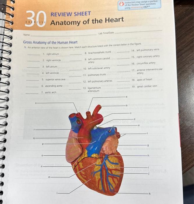 Solved REVIEW SHEET Anatomy of the Heart Nanis lab Timevode | Chegg.com
