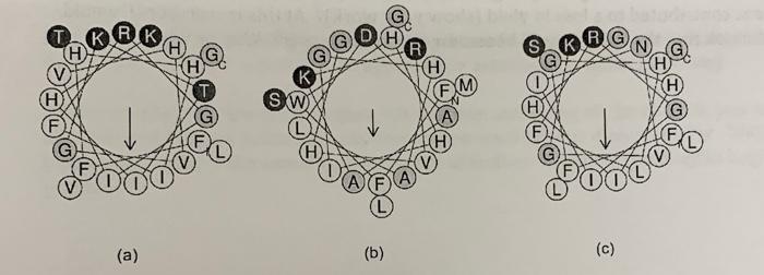 Solved Below are three "helical wheel" representations - | Chegg.com