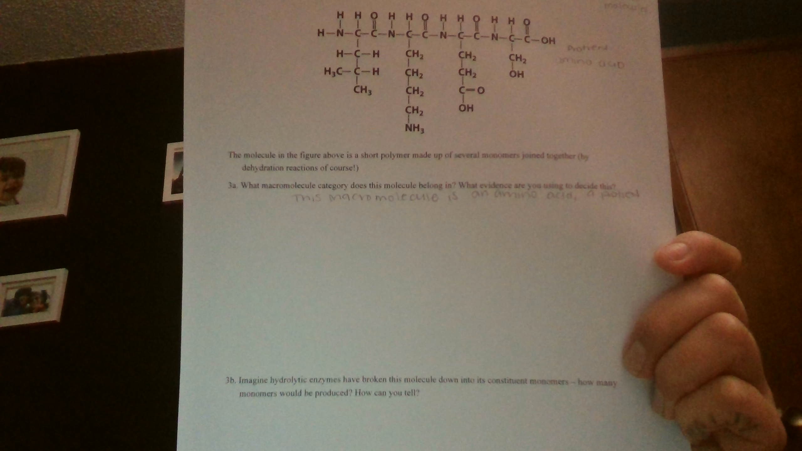 Solved The molecule in the figure above is a short polymer | Chegg.com