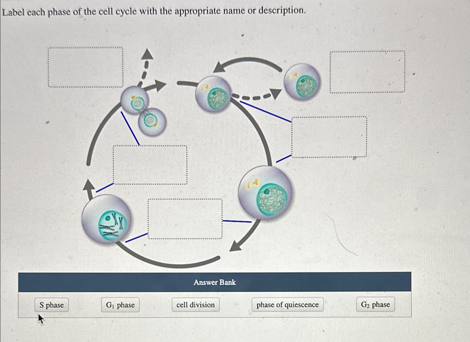 Solved Label each phase of the cell cycle with the | Chegg.com