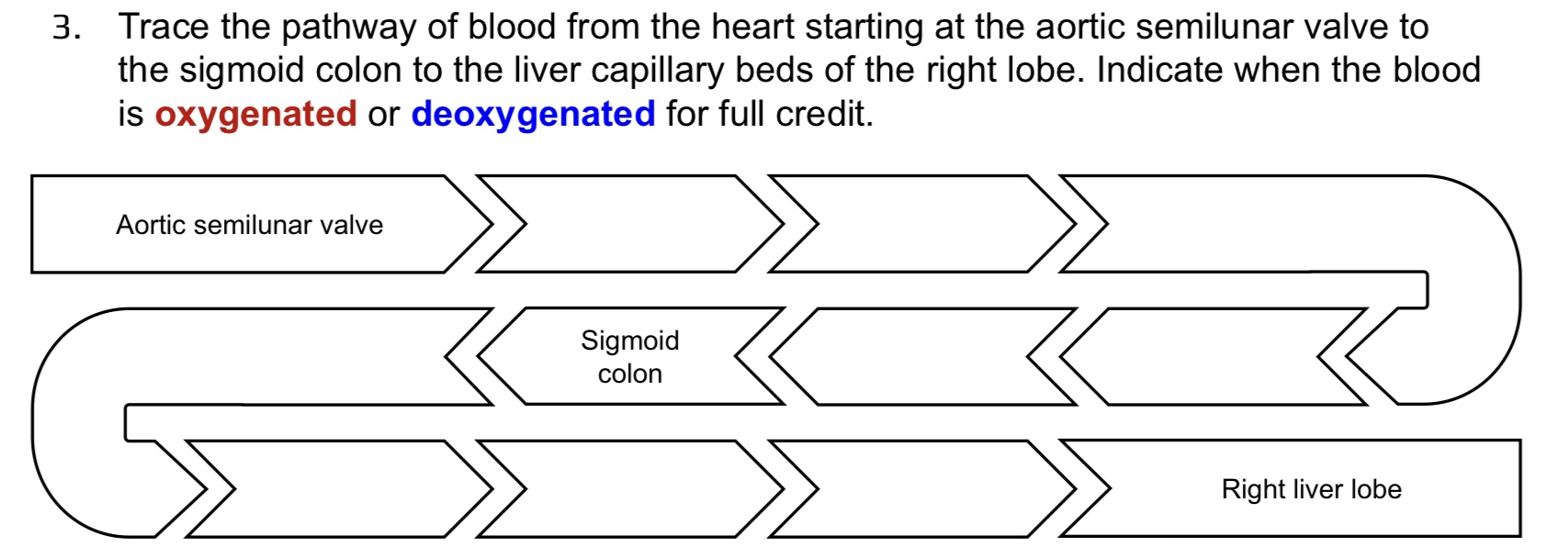 Solved Trace the pathway of blood from the heart starting at | Chegg.com