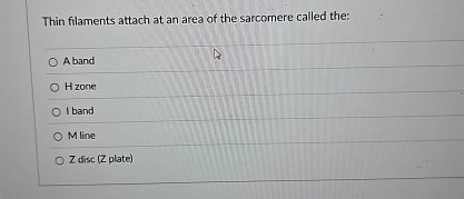 Solved Thin filaments attach at an area of the sarcomere | Chegg.com