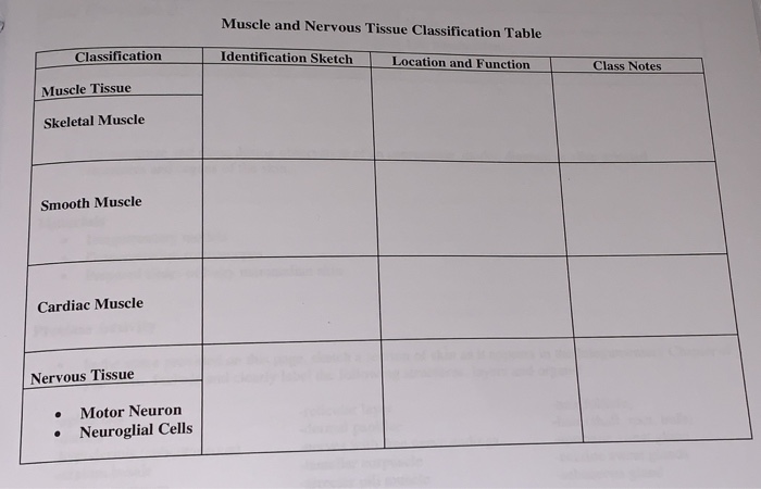 Solved Muscle and Nervous Tissue Classification Table | Chegg.com
