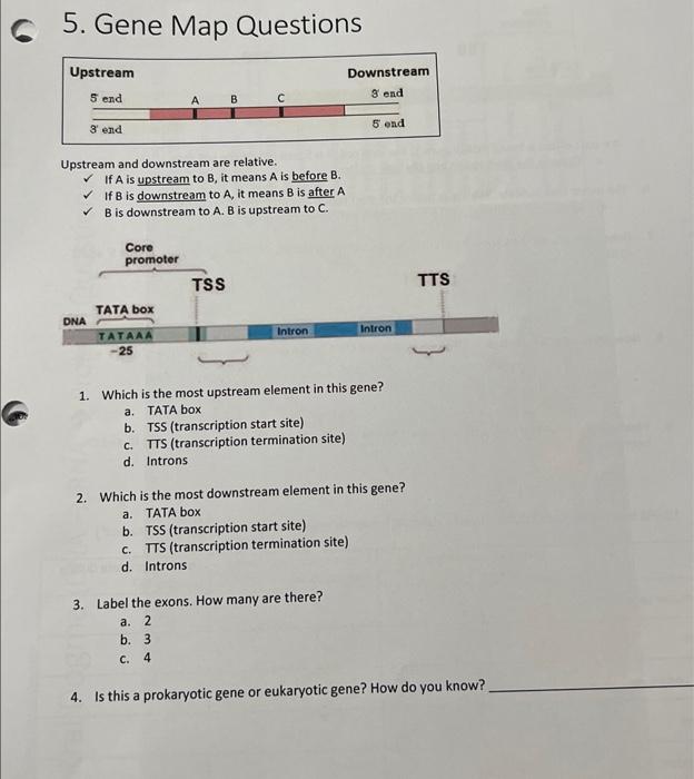 Solved 5. Gene Map Questions Upstream and downstream are | Chegg.com