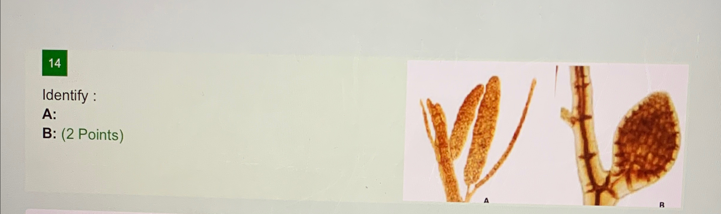 Solved 14Identify:A:B: (2 ﻿Points) | Chegg.com